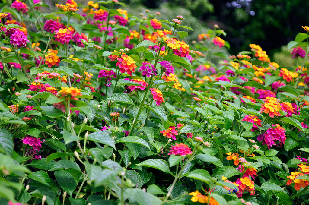 Kantutay bilang Halamang Gamot - ArbieMAZING Spot