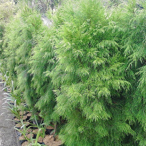 Jual pohon cemara balon | aneka tanaman hias pelindung | supplier ...