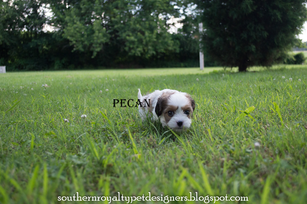Southern Royalty Pet Designers: Cavaton puppies born 5/8/2017