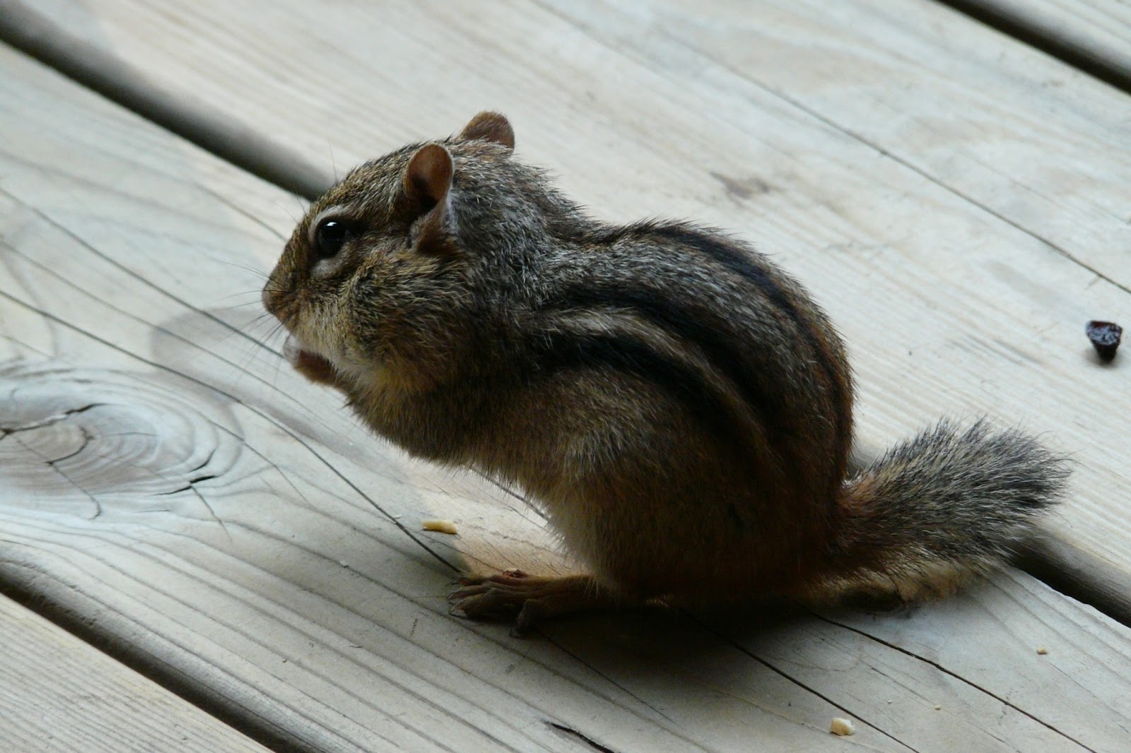 Dream Space: Remembering Chippy Short-Tail