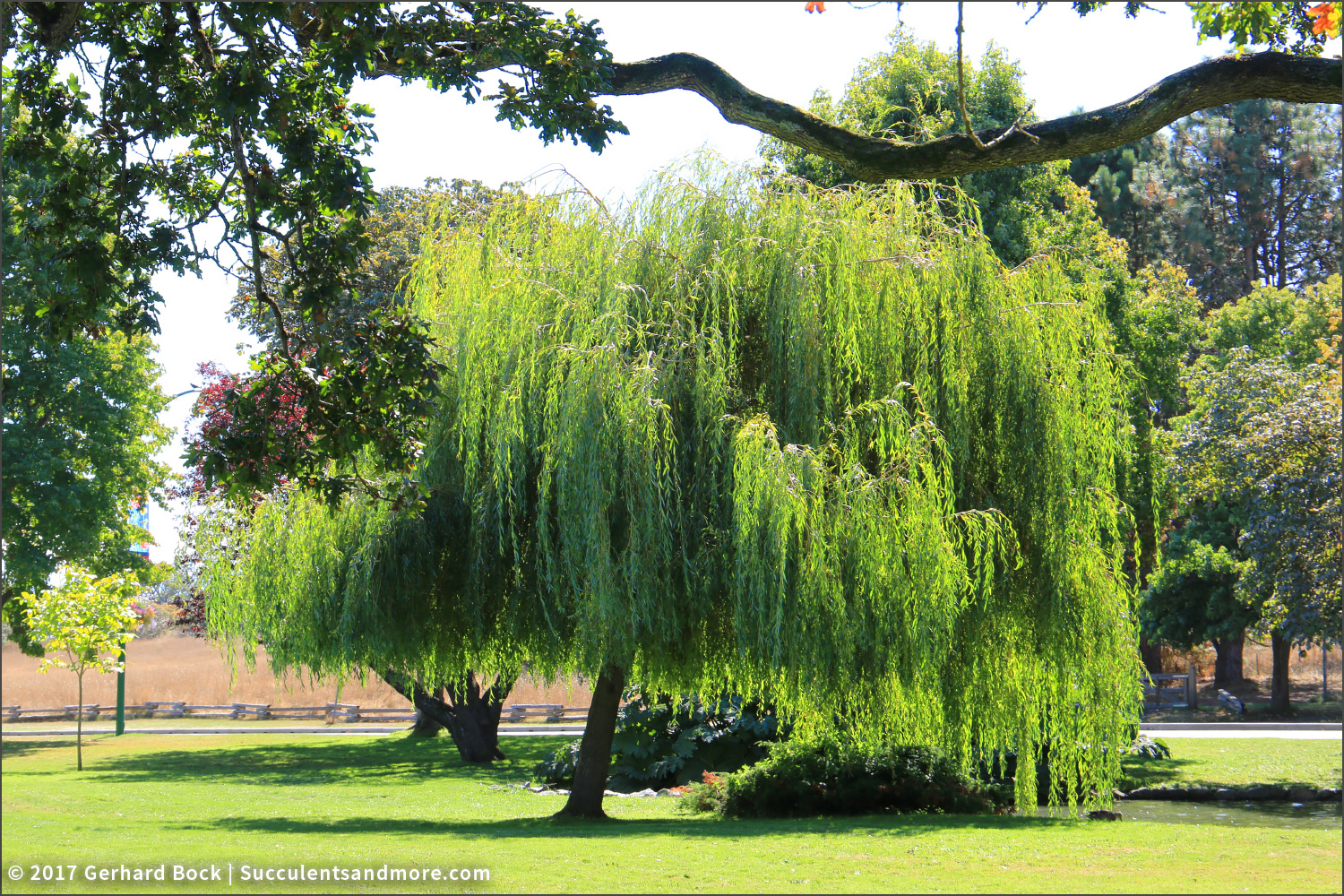 Succulents and More: Back to Victoria, British Columbia: Beacon Hill ...