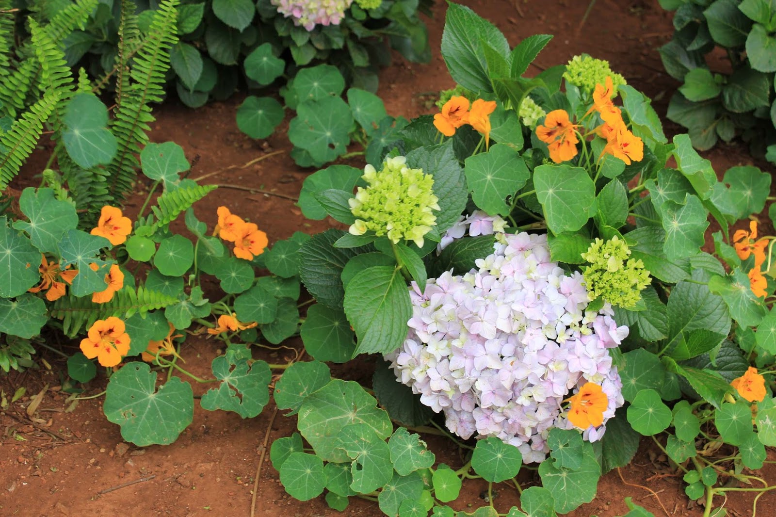 🌿 Tuinmaak in Suid Afrika 🌵: Kruie in die tuin