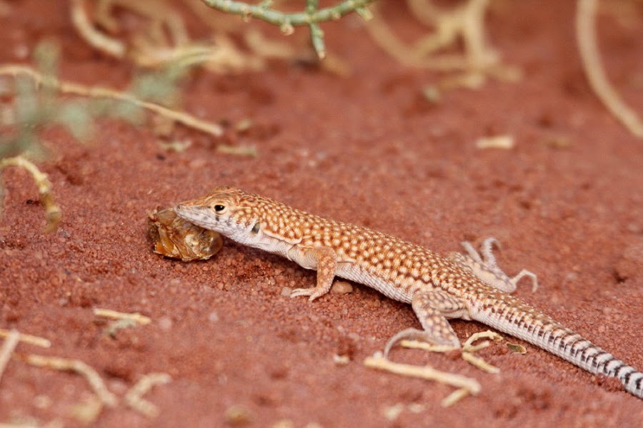Birds of Saudi Arabia: Schmidt’s Fringe-toed Lizard near Tabuk – Record ...