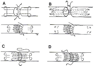Learn Apparel : The Interlock Stitch