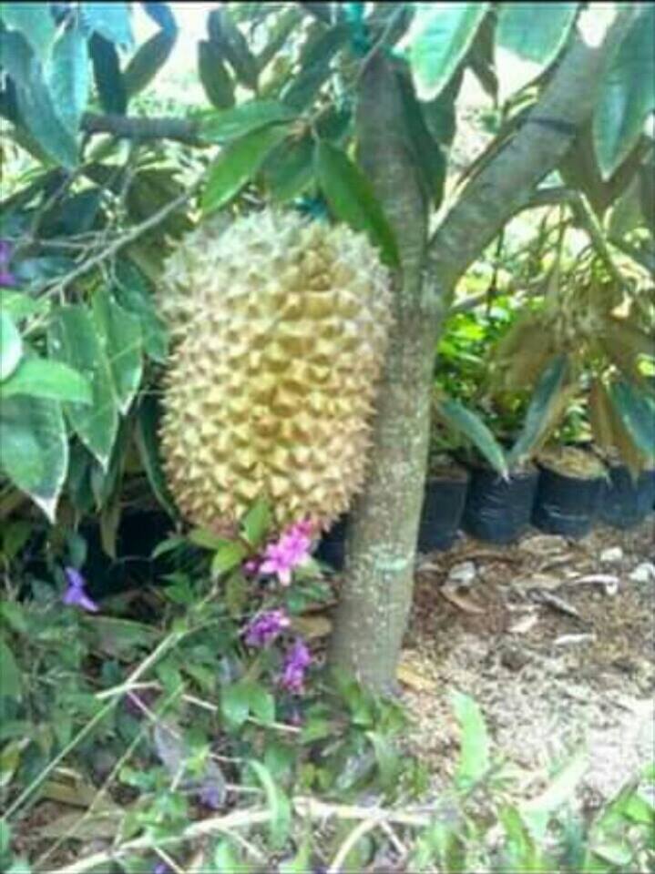 Berita TV Malaysia: anak pokok durian hybrid rendah