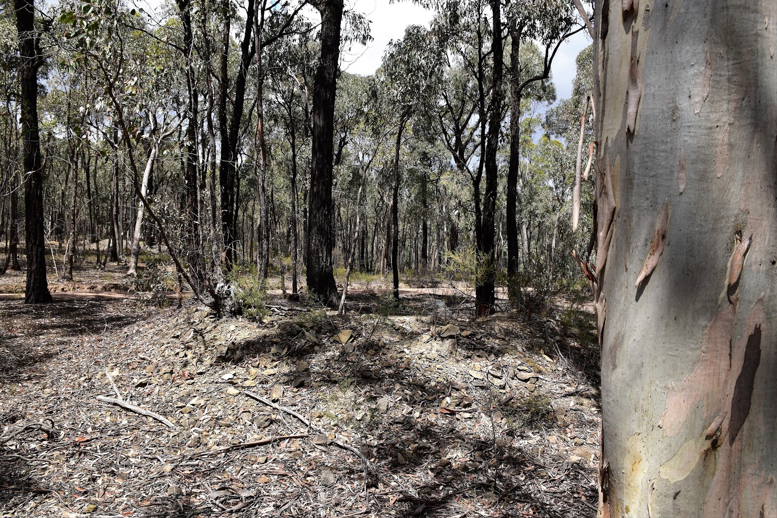 Goin' Feral One Day At A Time: Mandurang Walk, Greater Bendigo National ...