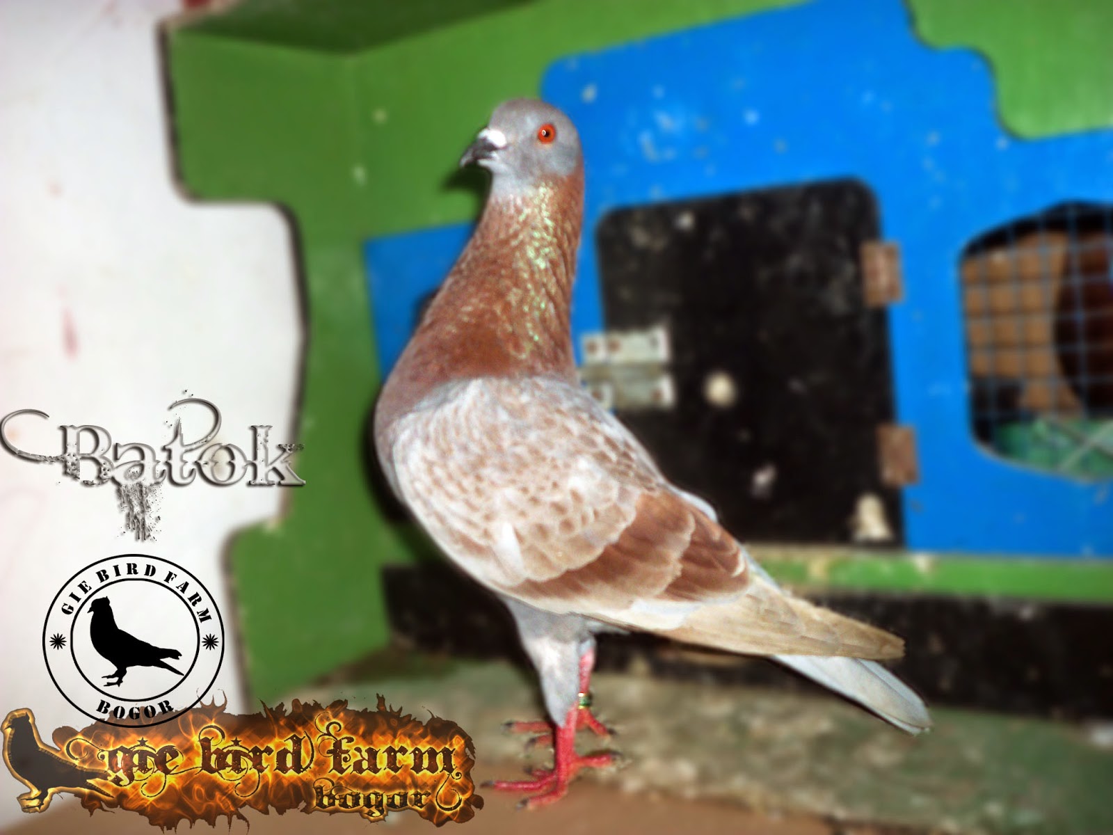 BATOK ~ Gie Bird Farm Bogor
