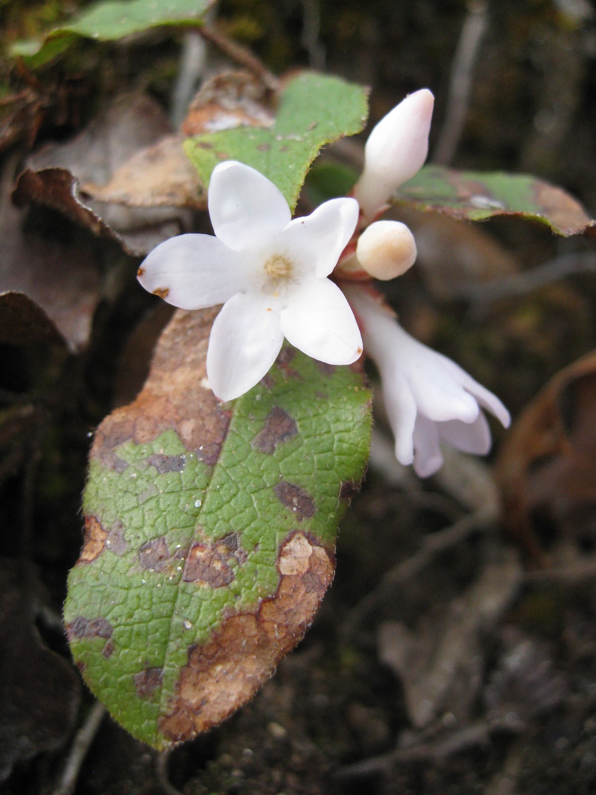 Capital Naturalist by Alonso Abugattas: Trailing Arbutus - Plymouth's ...