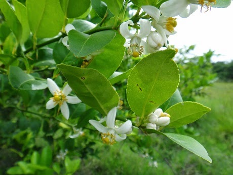 HUMEDALES,CYPERACEAS,POACEAS,ET AL PR: LILLIAM MENA EN CAÑO TIBURONES
