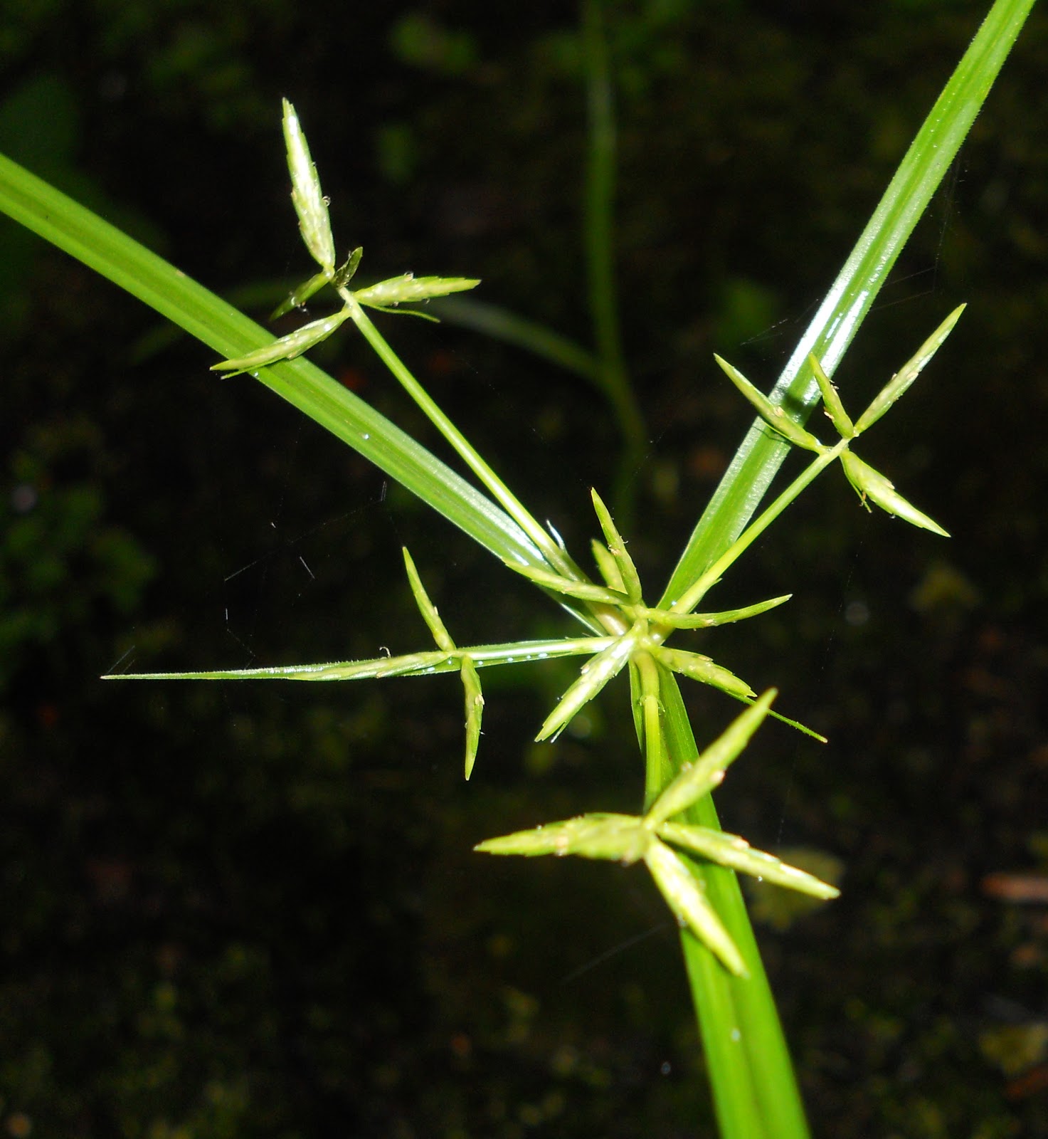 Hobi Belek Bunga Rumput... Koleksi 2 - Relaks Minda
