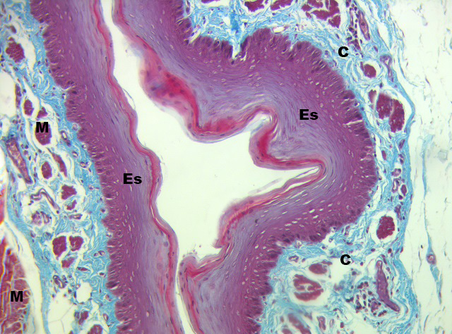 Manual interactivo de tejido epitelial: CUATRO TEJIDOS BÁSICOS EN ...