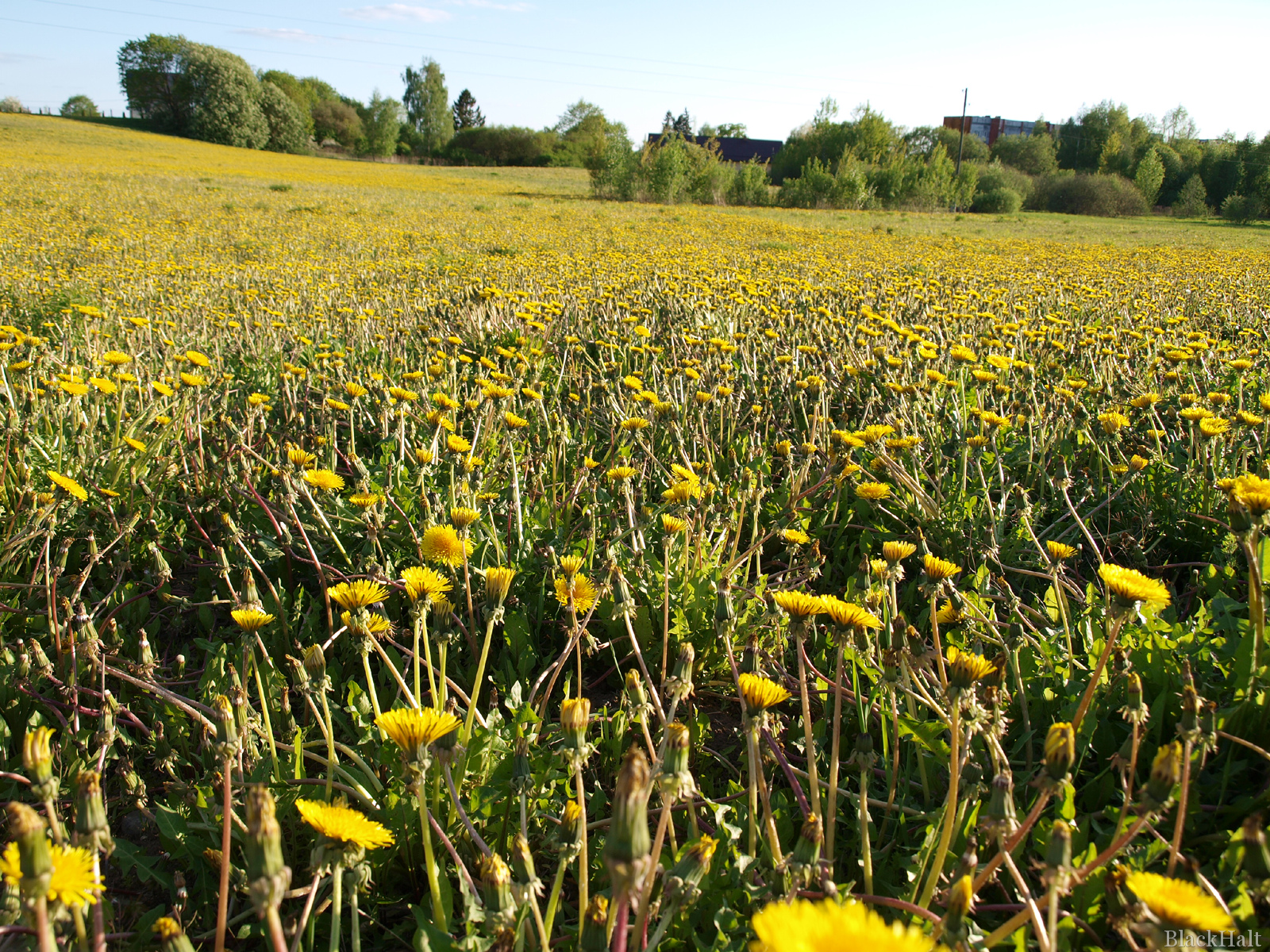 Pusaizvērušās pienenes - PhotoBlogSite