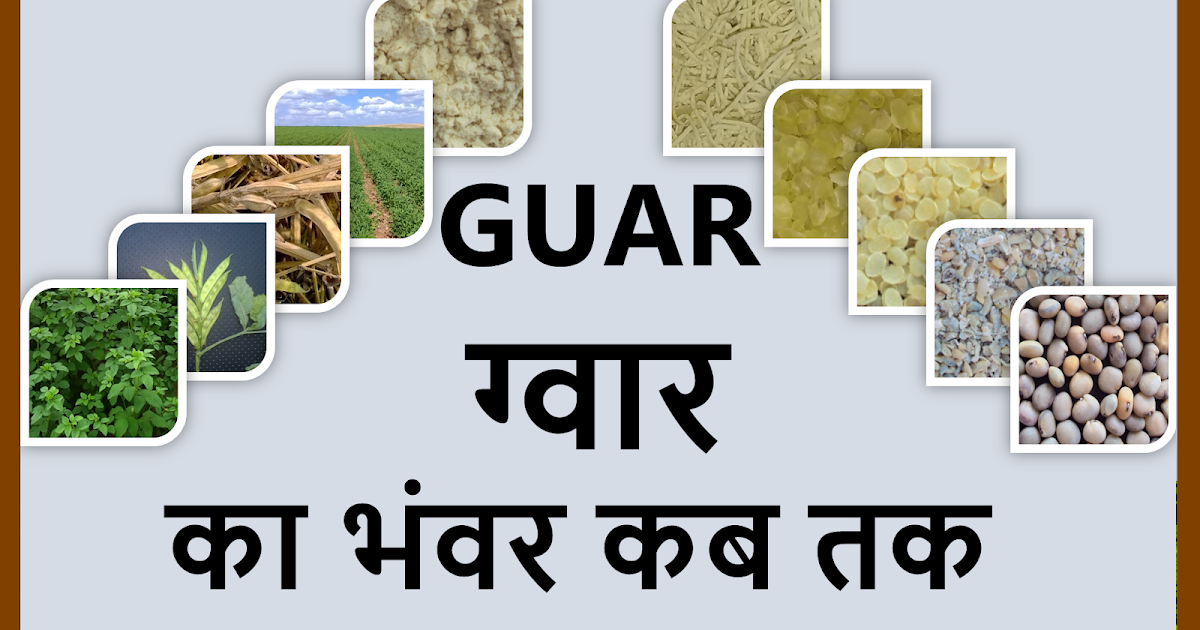 GUAR GUM INFORMATION AND GUAR GUM CULTIVATION IN INDIA: ग्वार व ग्वार ...