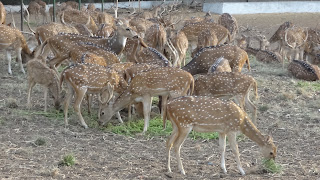Maitri Bagh Bhilai