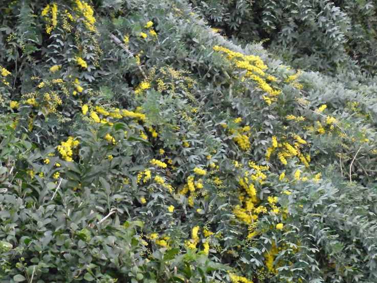 Garden amateur: Our wattle does its thing