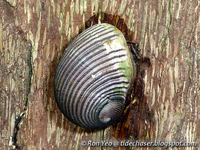 tHE tiDE cHAsER: Nerites (Phylum Mollusca: Family Neritidae) of Singapore