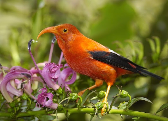 Δρεπανίς - Ορνιθοπανίδα