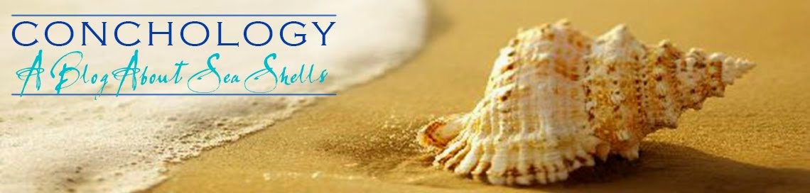 Conchology101: Parts of a Sea Shell