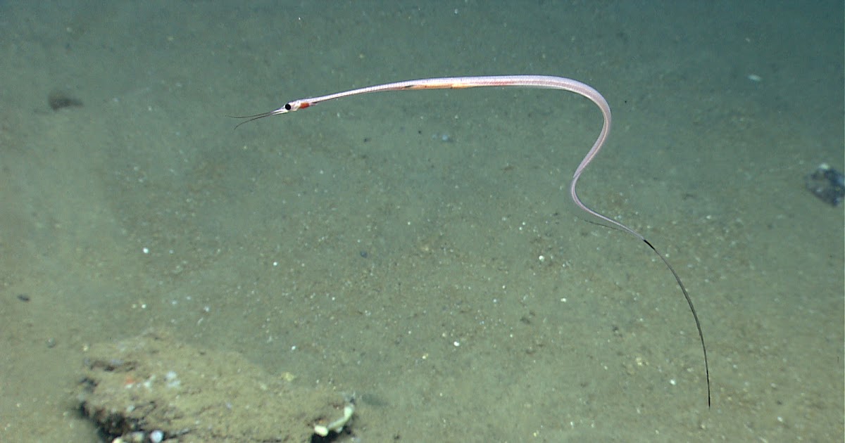 Real Monstrosities: Snipe Eel