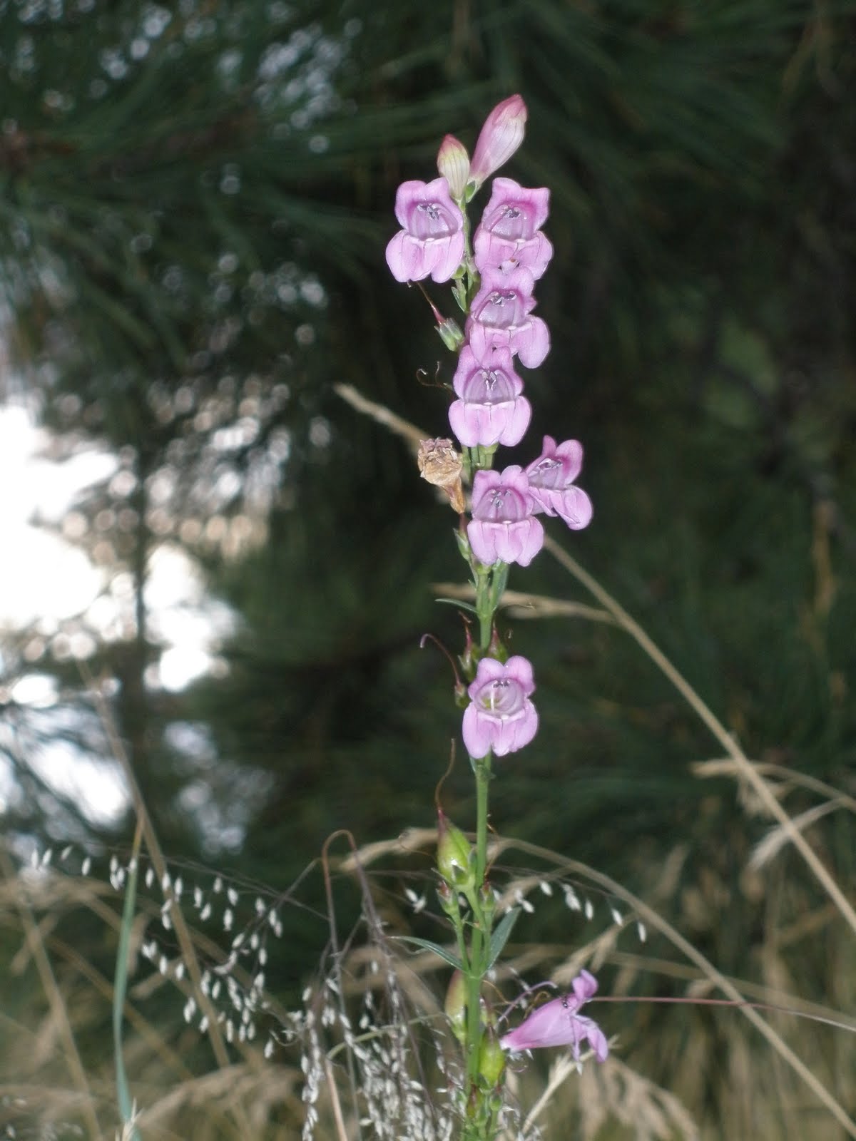 Arizona's Rim Lakes, Sitgreaves National Forest | Truck Camper Adventure