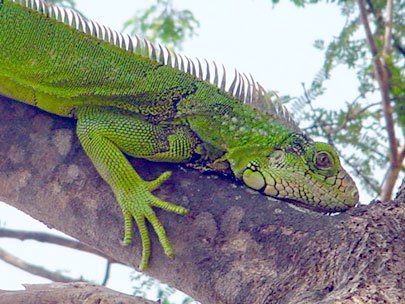 MANABI Y SUS RIQUEZAS: ANIMALES DE MANABI