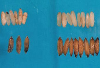 Rice insect pest in Bangladesh