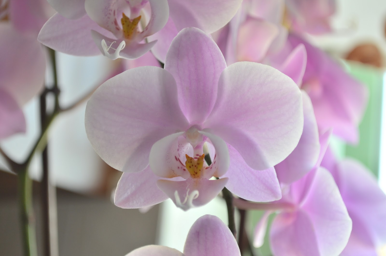 Jurnal de gradina: Orhidee