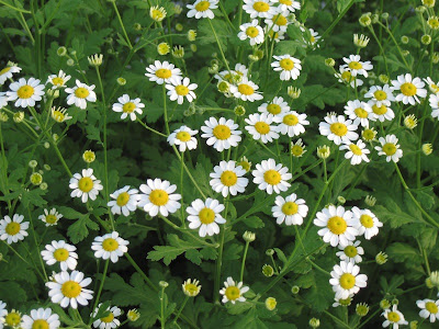 Bindweed Farm: What's Fresh July 4