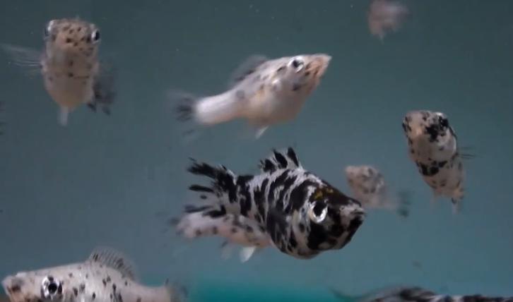 Fish Zone: dalmation molly fish breeding