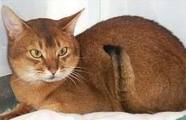 Encyclopedia of Cats Breed: Ruddy Abyssinian Cat | Tawny or Usual