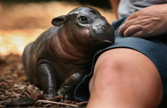 IMAGENES: HIPOPOTAMO BEBE
