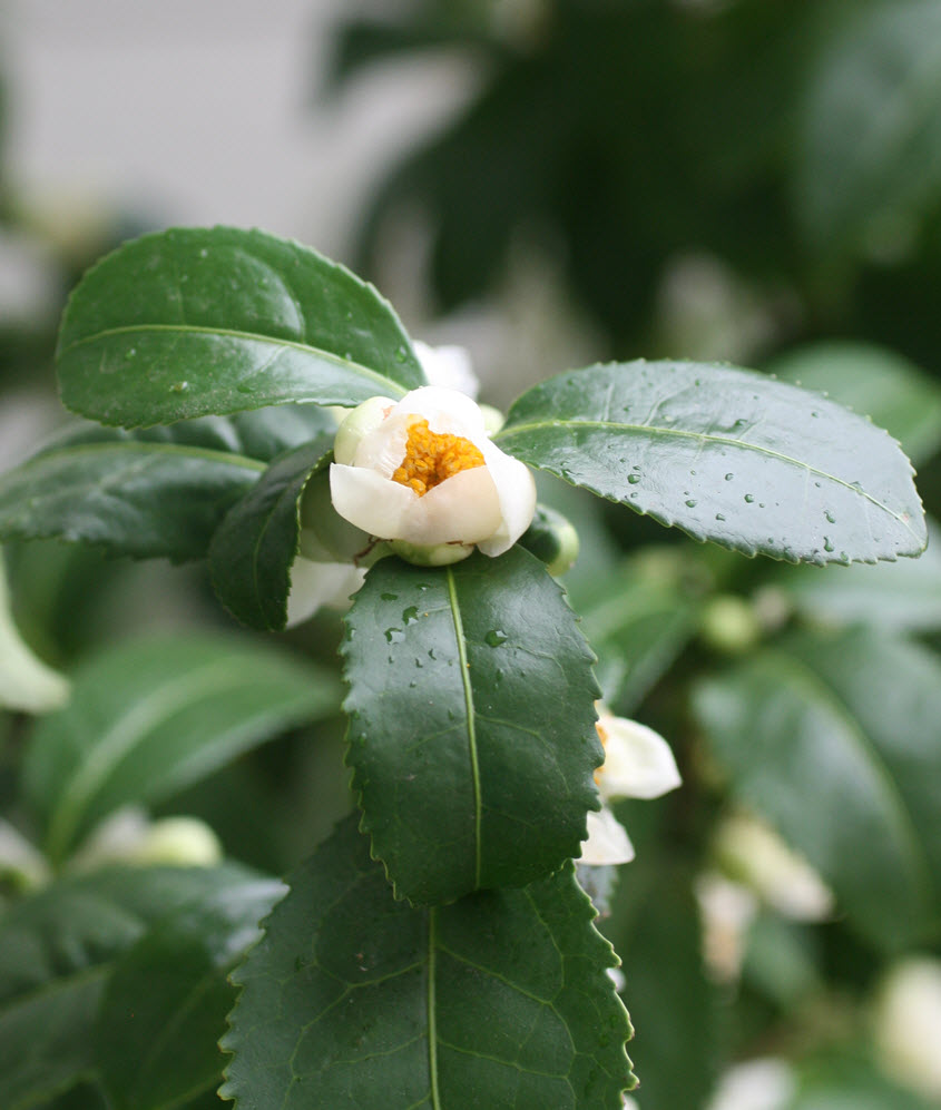 Steph's Cup of Tea: Tea Flowers