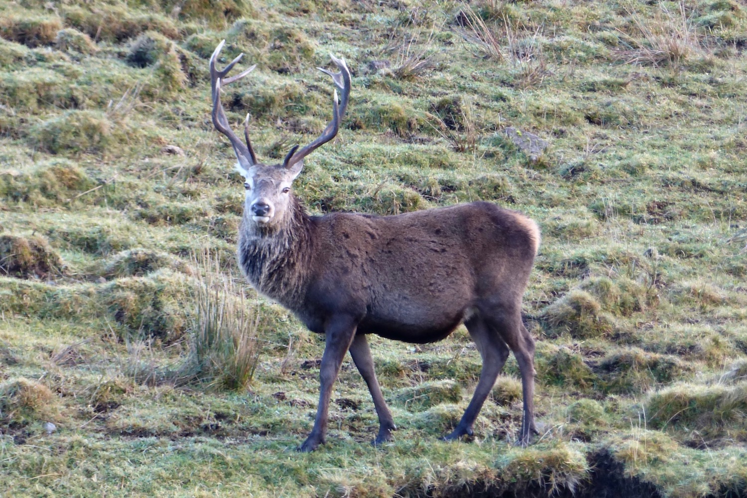 A Kilchoan Diary: Three Stags