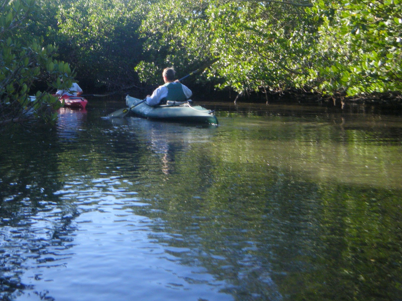 Field Notes and Photos: Don Pedro Island State Park: Sierra Club Paddle ...