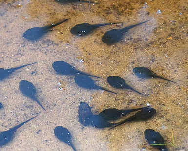 BioBlog: Van dril tot kikker