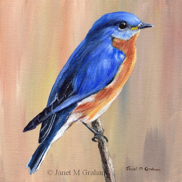 Janet M Graham's Painting Blog: Eastern Bluebird in acrylics