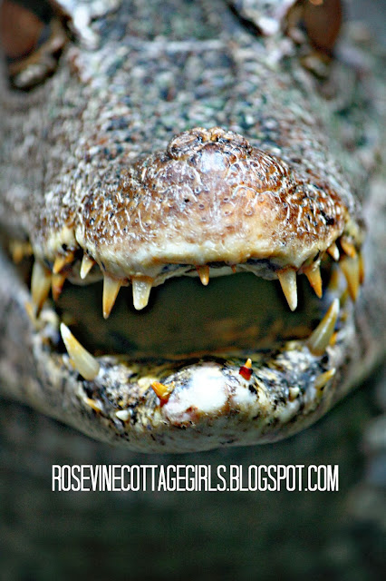 Nashville Zoo - A Walk On The Wild Side