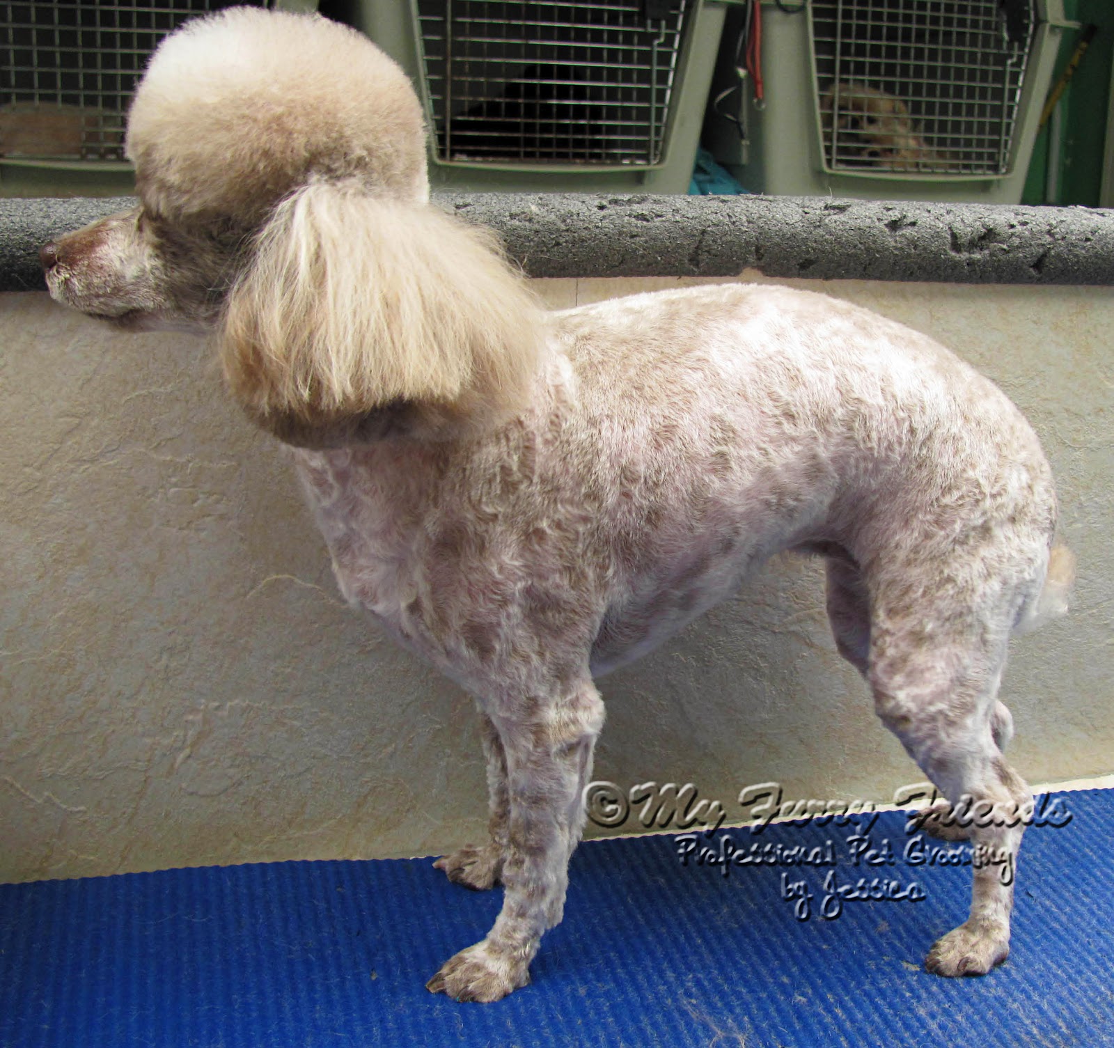 Should Poodles Be Shaved In The Summer