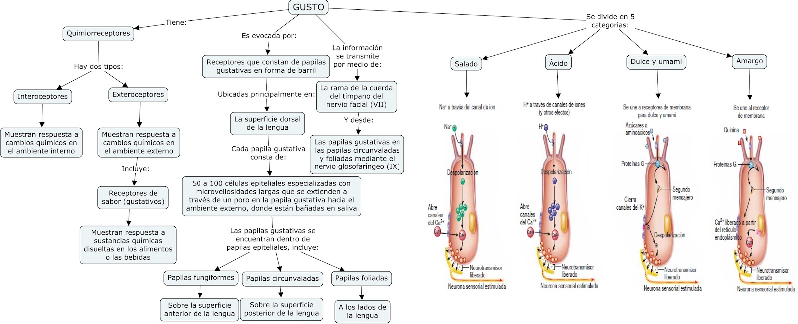 Fisiología Básica y Médica: Mapa Conceptual de "Fisiología del gusto"