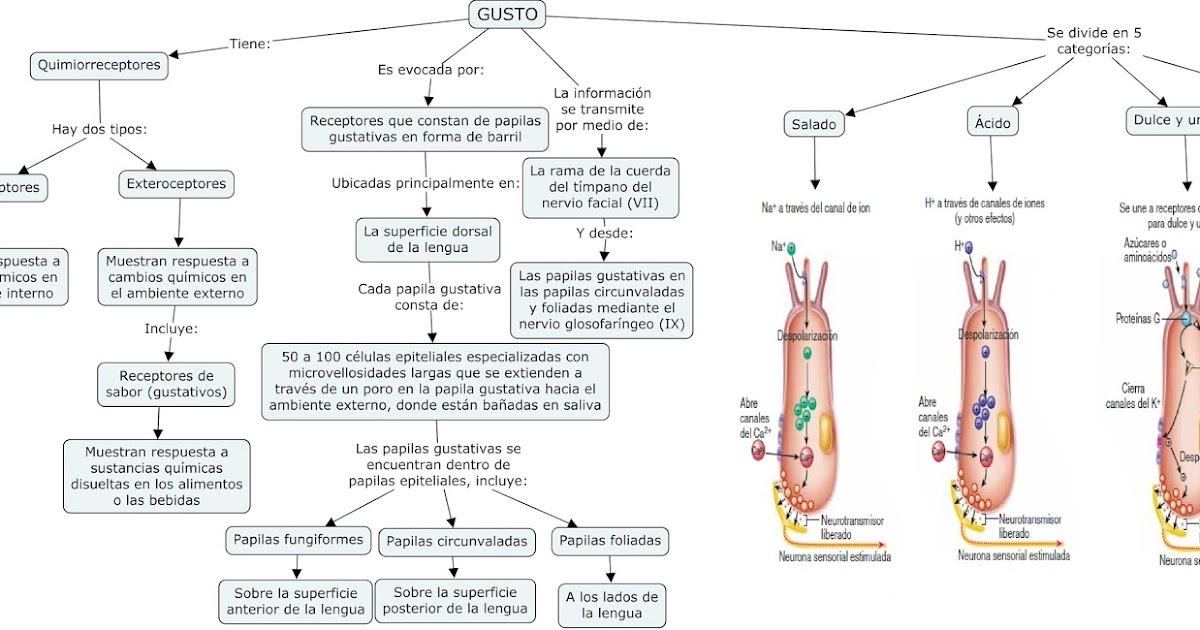 Fisiología Básica y Médica: Mapa Conceptual de "Fisiología del gusto"