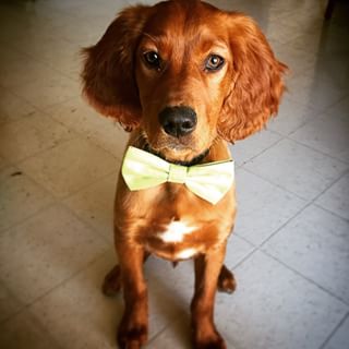 Everything about your Irish Setter - Luv My Dogs