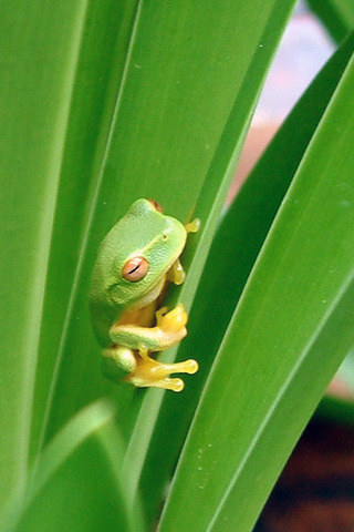 iPhoneZone: 20+ Most Beautiful Examples of Frog Wallpapers for iPhone