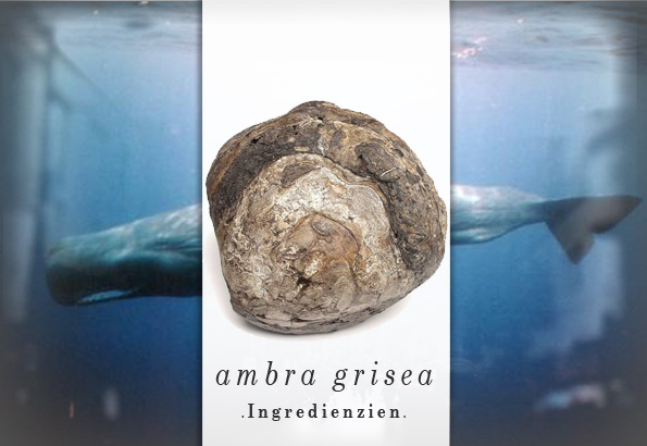 L'uomo tra Cielo e Terra: Ambra Grisea - Materia Medica