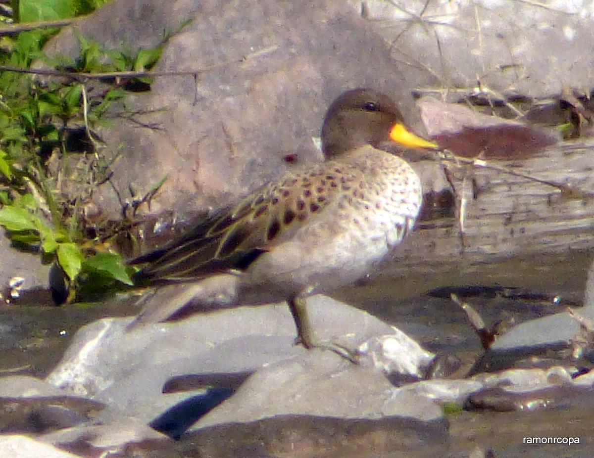 Aves del NOA y algo mas..: Pato Barcino