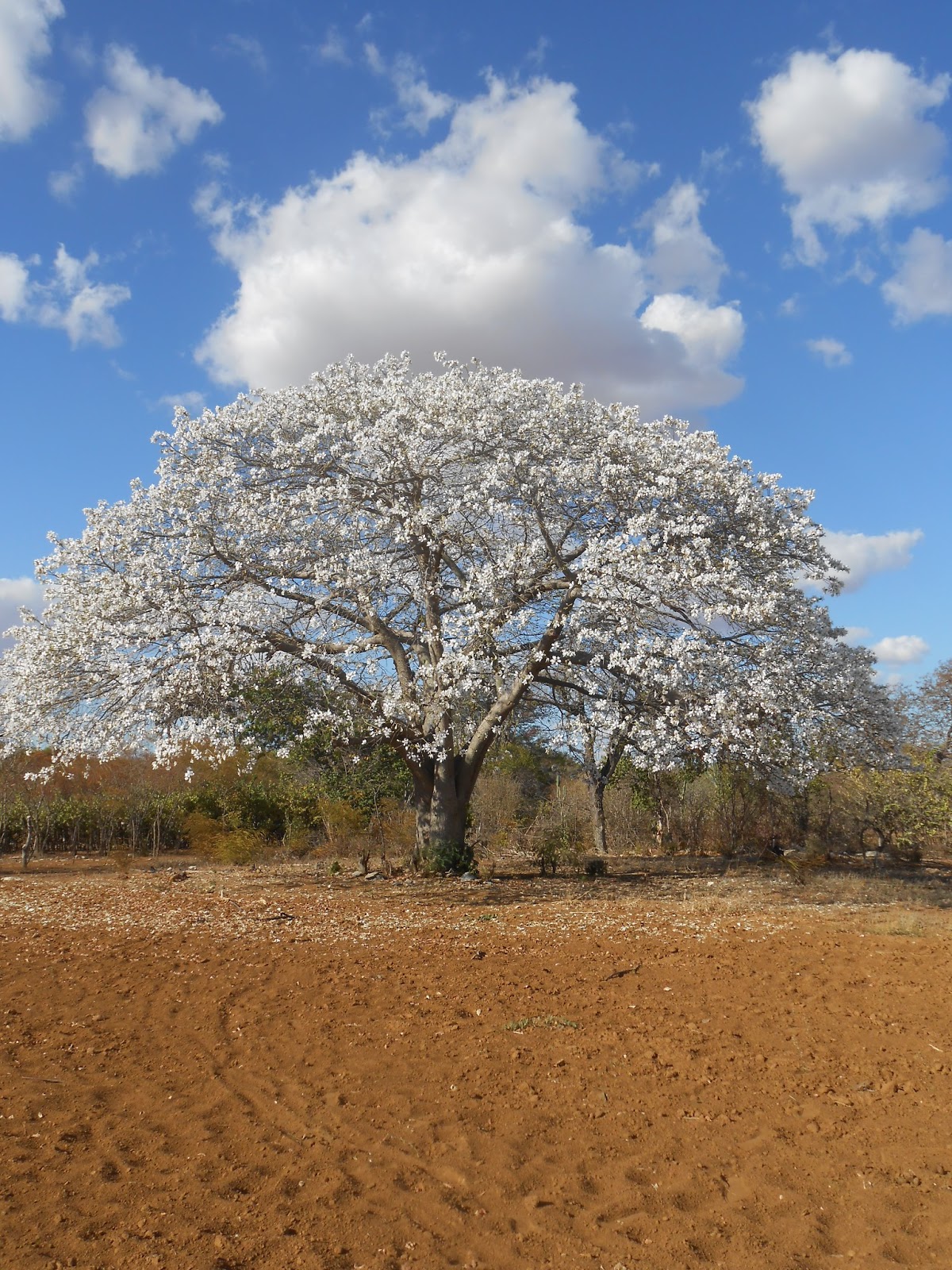 Visões da Caatinga: Fotos Árvore Barriguda