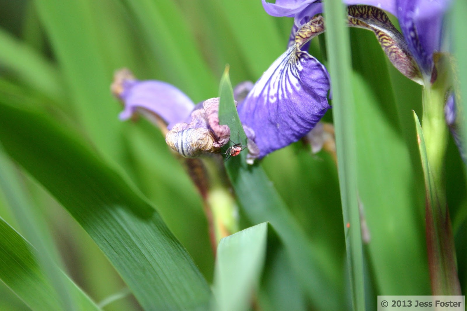 Sluggin' Along: Scarlet Plant Bug