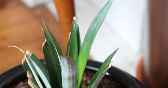 Plant & Grow a Pineapple Top: Take Two! | 17 Apart