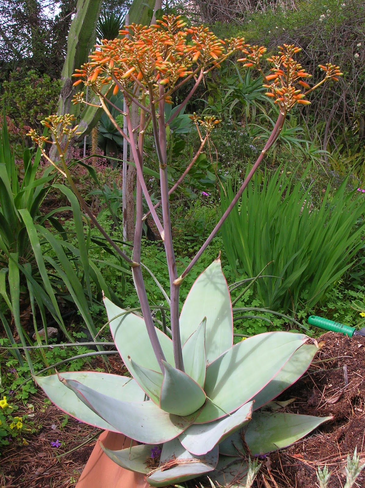 Recregarden: ALOE STRIATA