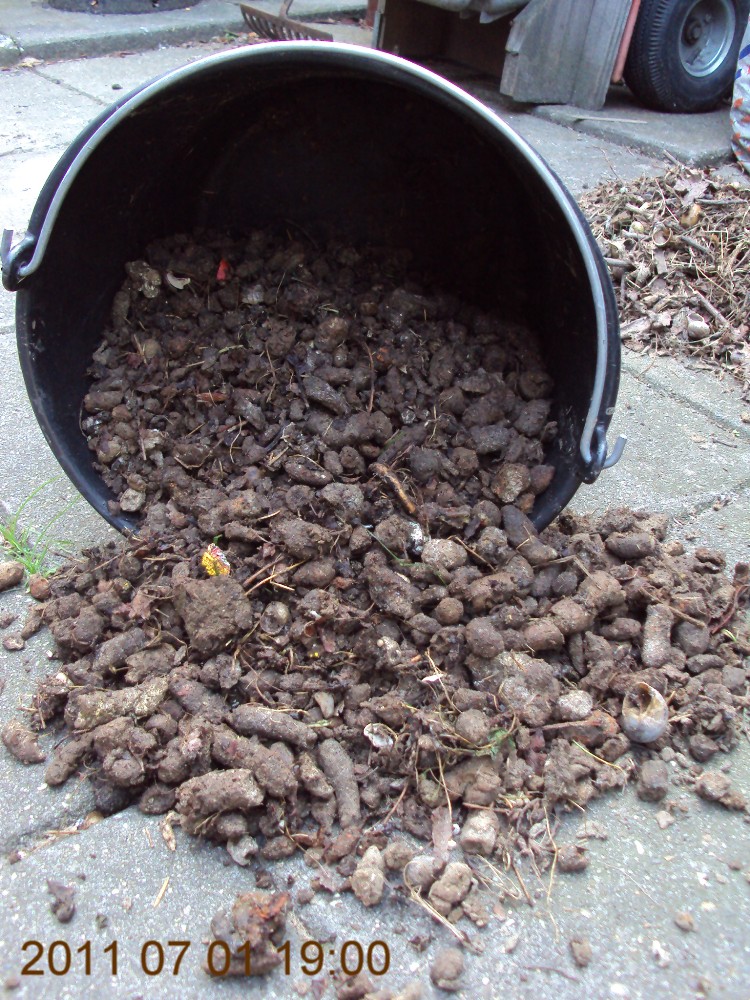 evodammer: Poep In-Het-Echt