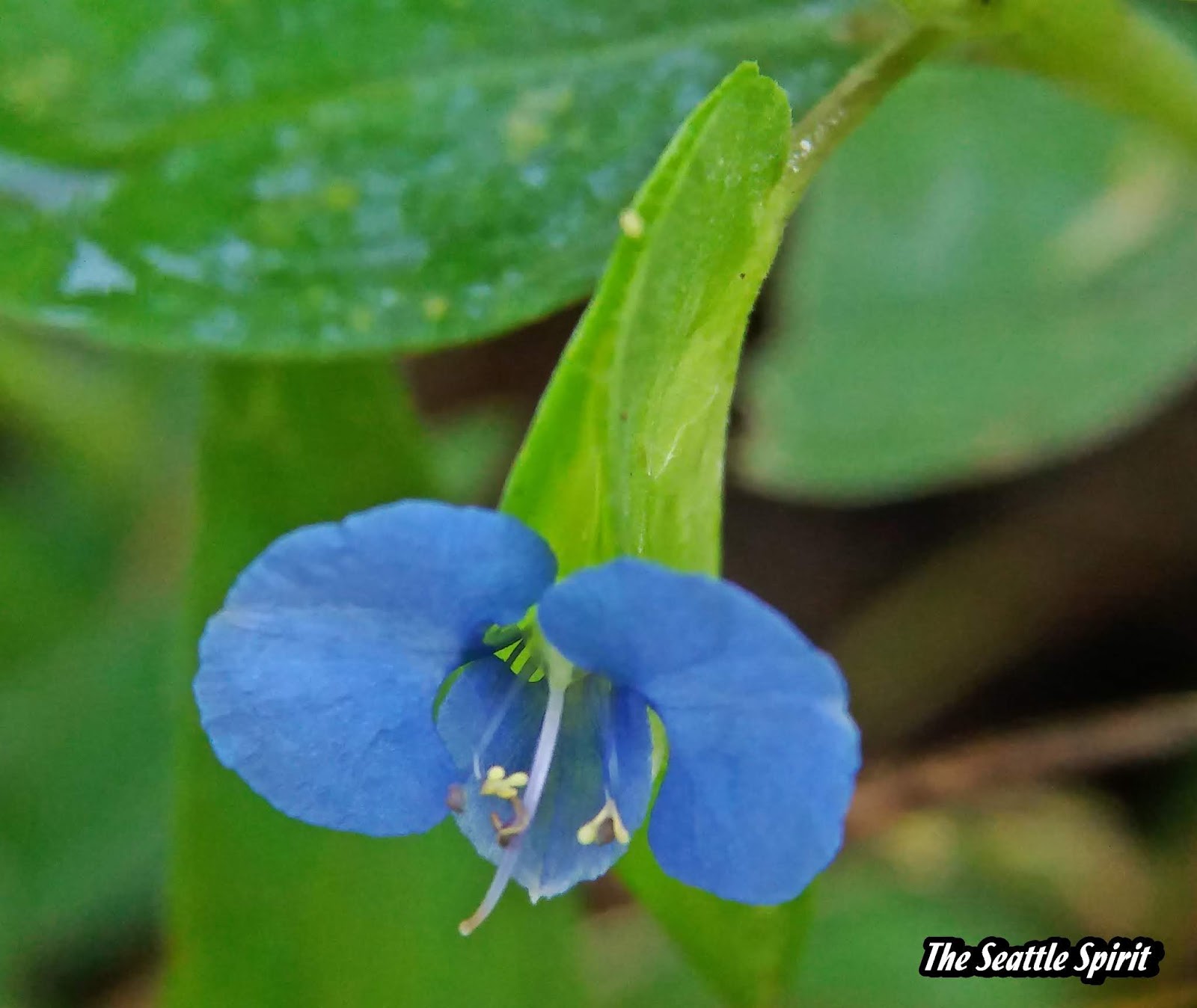 Climbing Day Flower, Gewor (Commelina diffusa L.)